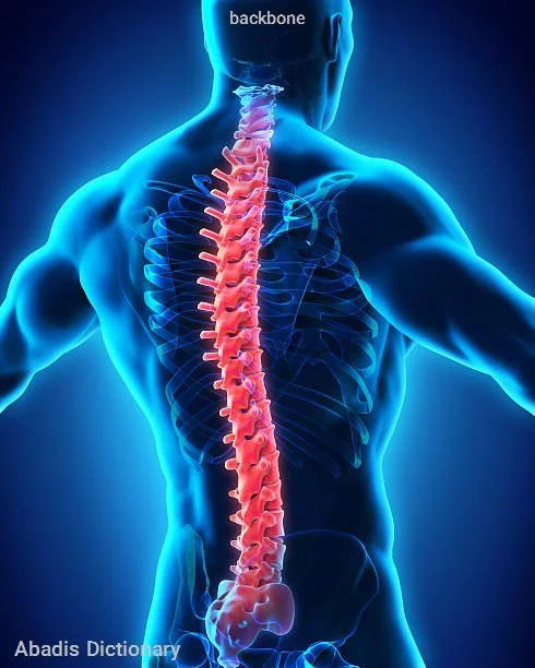 backbone - معنی در دیکشنری آبادیس