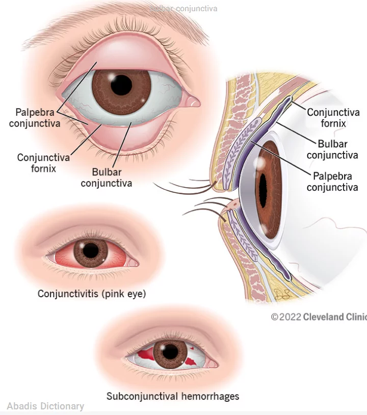 bulbar conjunctiva - معنی تخصصی در دیکشنری آبادیس