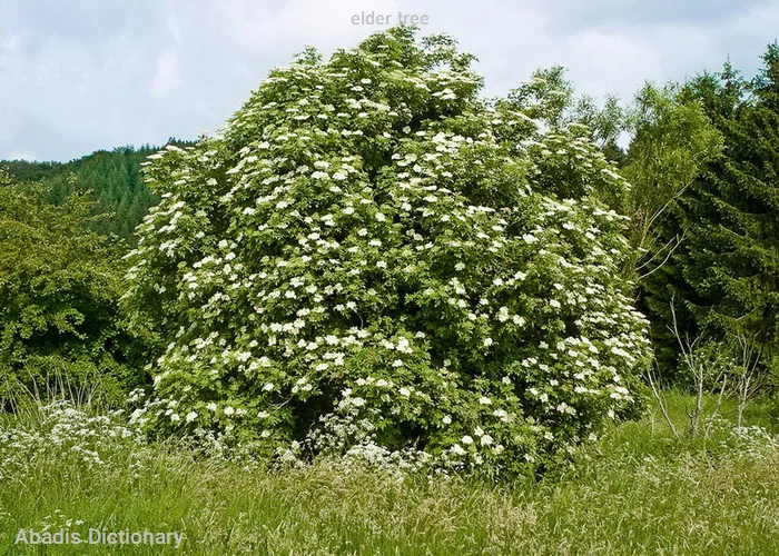 elder tree - معنی تخصصی در دیکشنری آبادیس